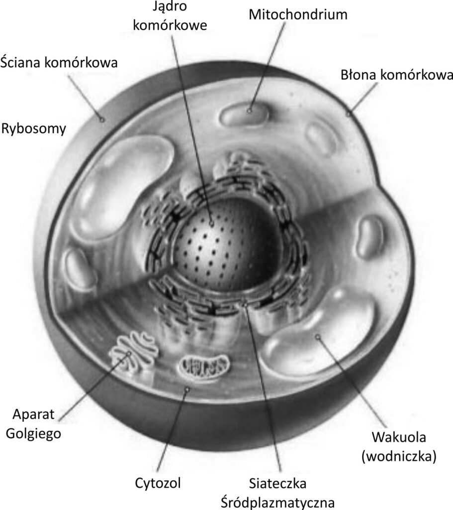 KLASA V BIOLOGIA DZIAŁ II. BUDOWA I CZYNNOŚCI ŻYCIOWE ORGANIZMÓW